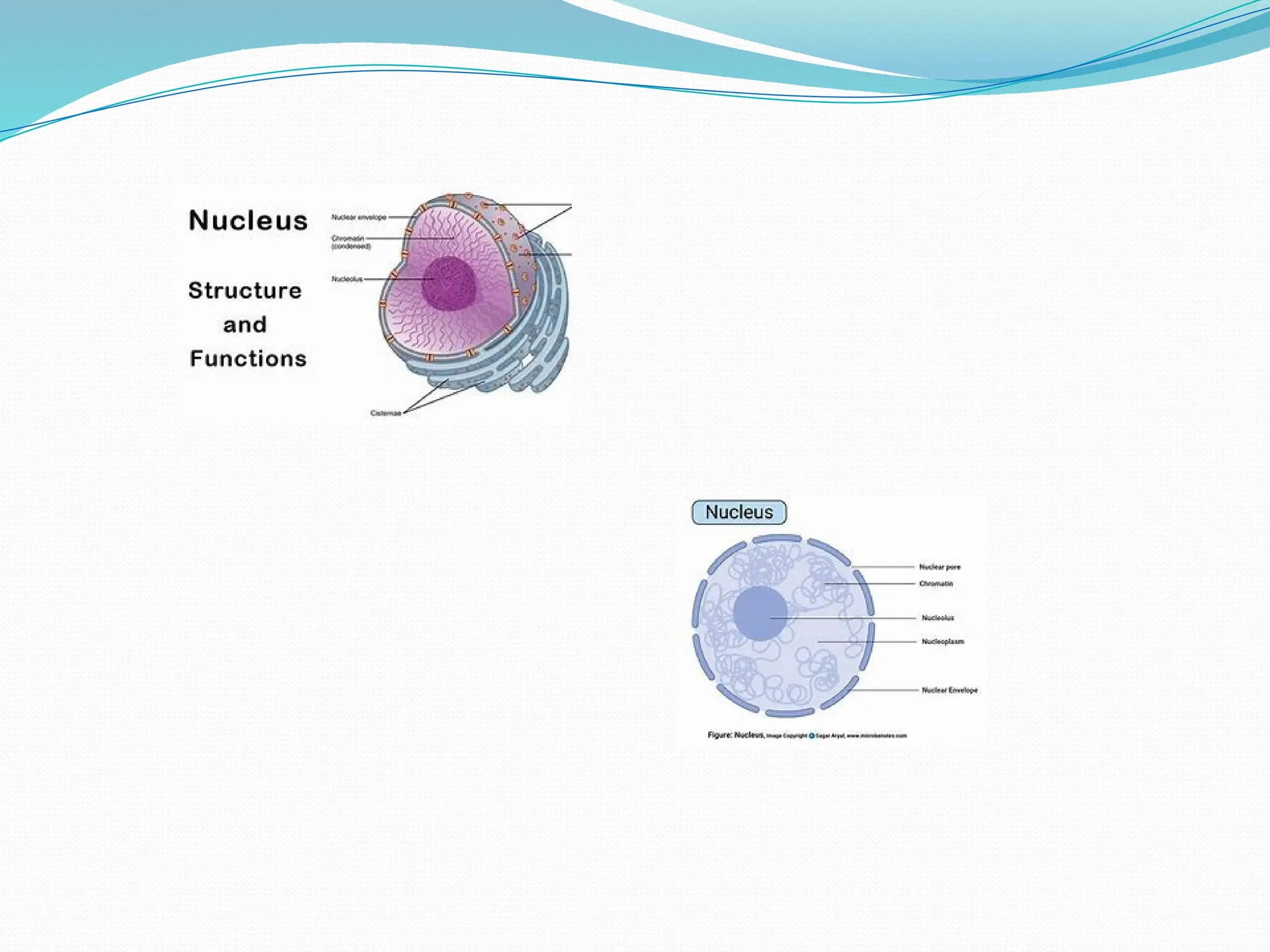 The Cell and Its Functions structurela.pptx