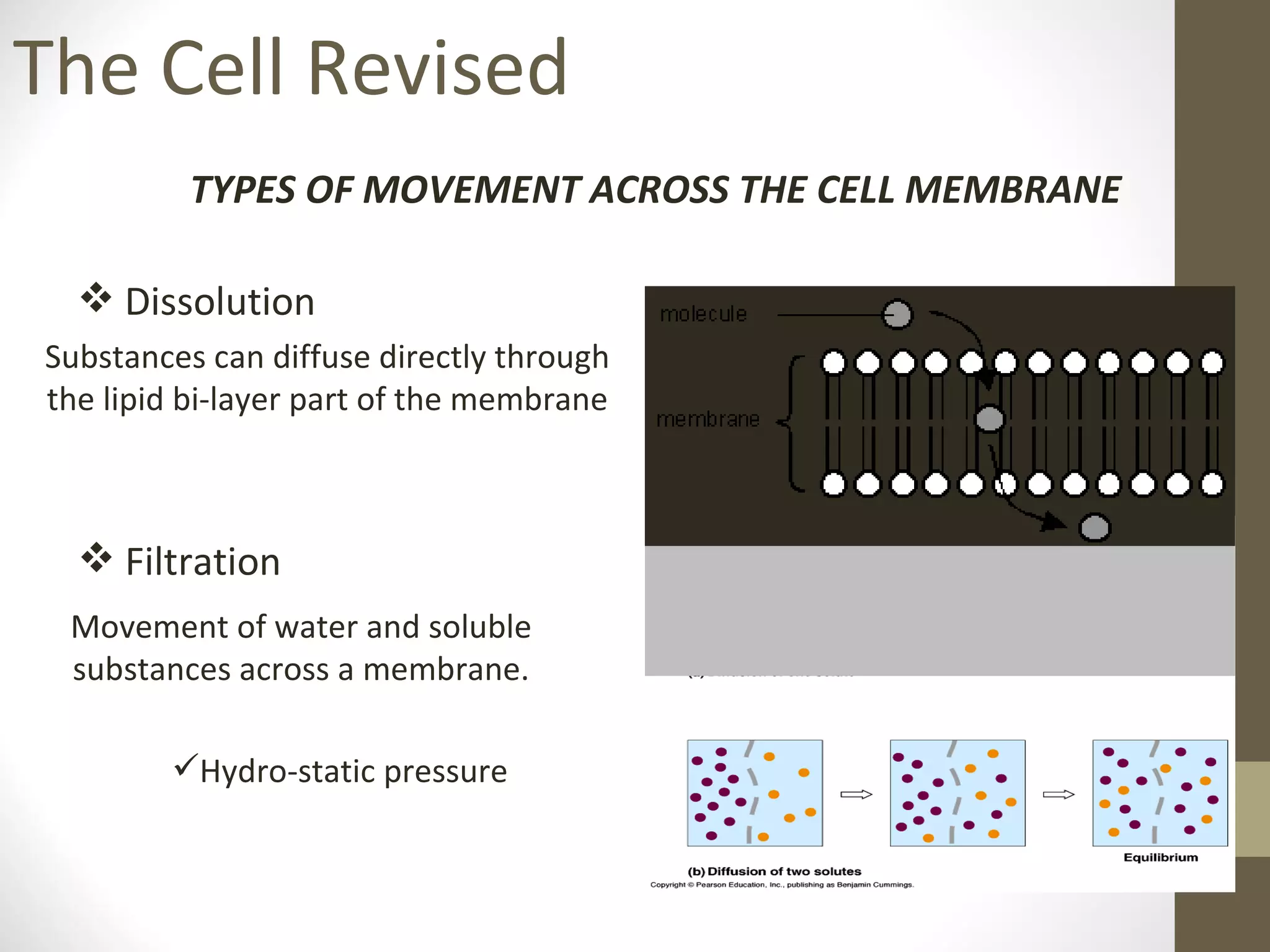 The cell and tissues | PPT