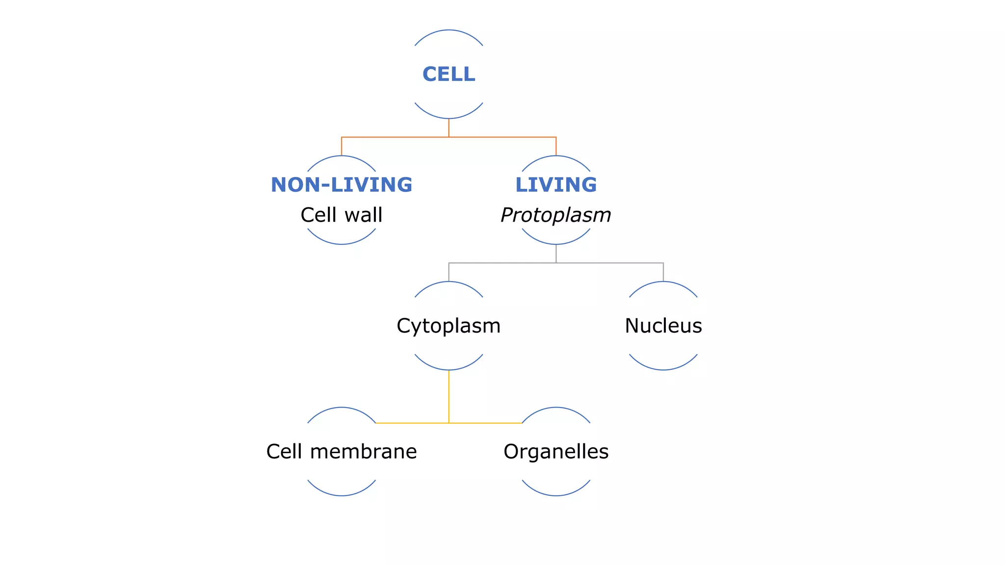The Cell – Basic Unit of Life.pdf