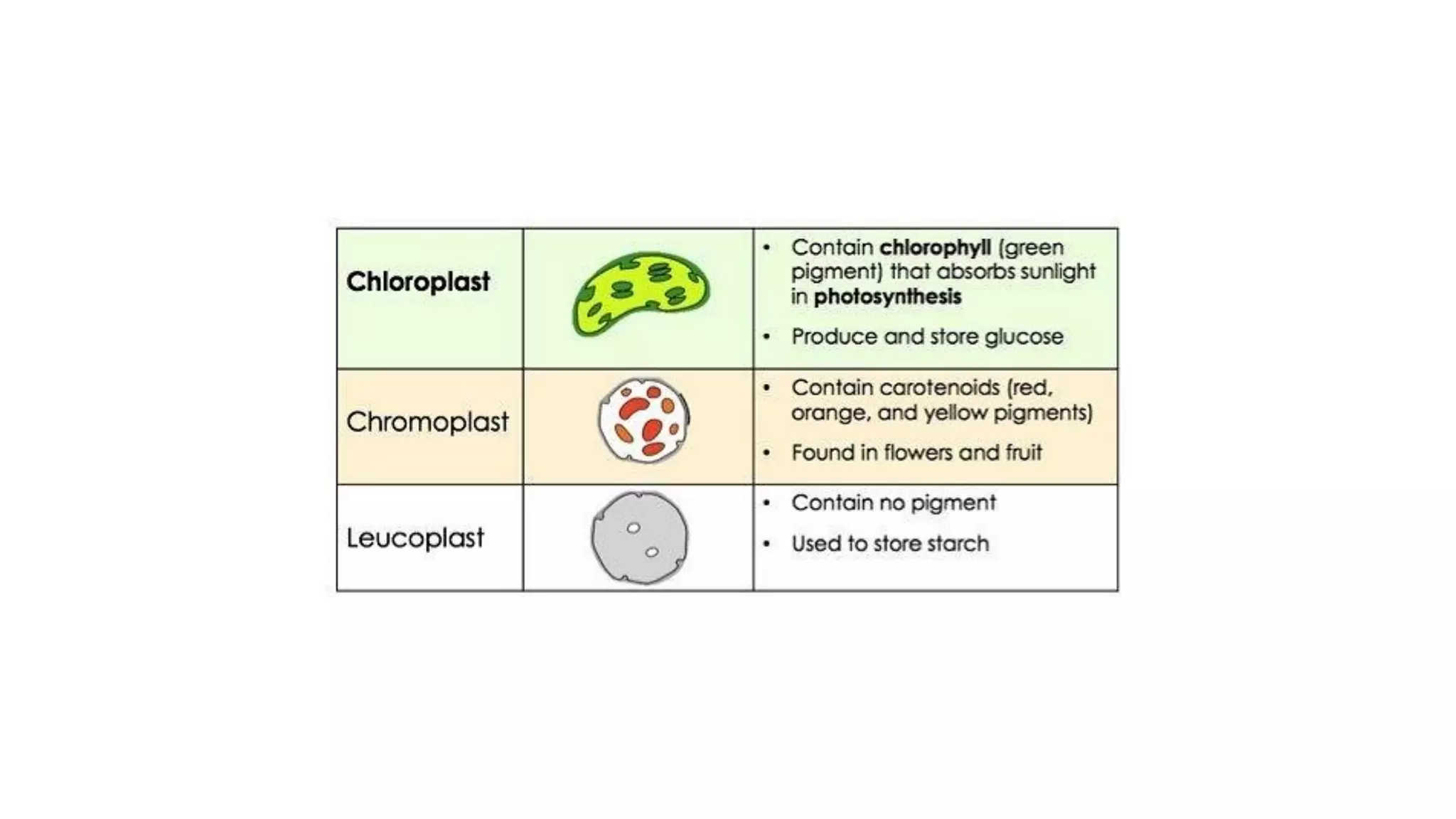 The Cell – Basic Unit of Life.pdf