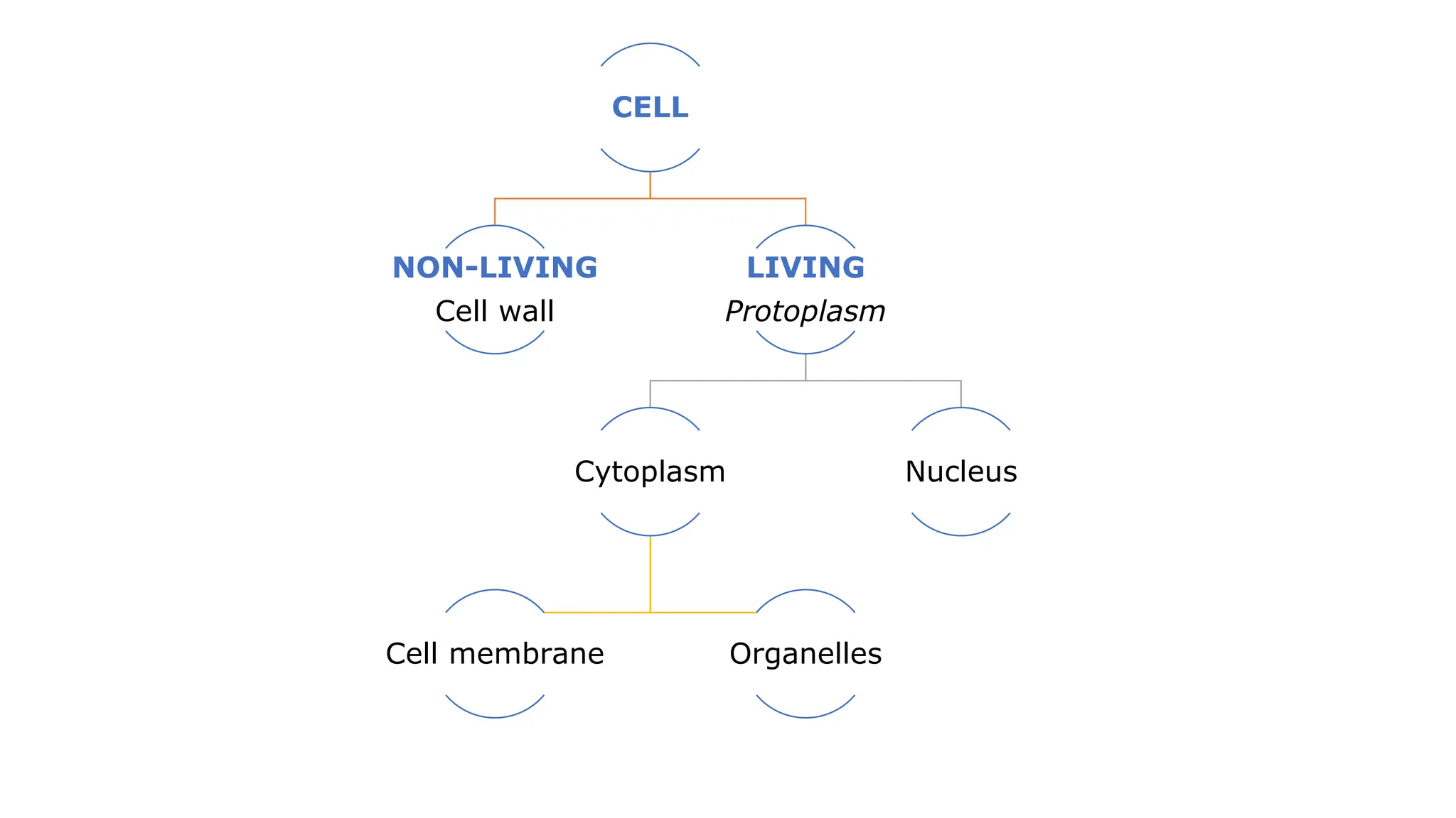 The Cell and organelles – Basic Unit of Life.pdf