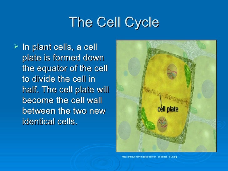 The Cell Cycle
