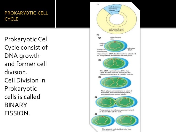 The Cell Cycle