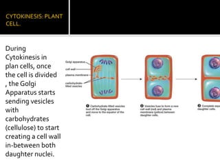 The Cell Cycle | PPTX | Biological Sciences | Science