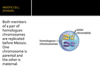 The Cell Cycle | PPTX | Biological Sciences | Science