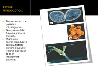 The Cell Cycle | PPTX | Biological Sciences | Science