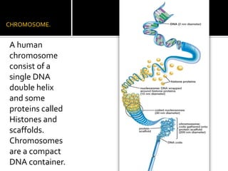 The Cell Cycle | PPTX | Biological Sciences | Science