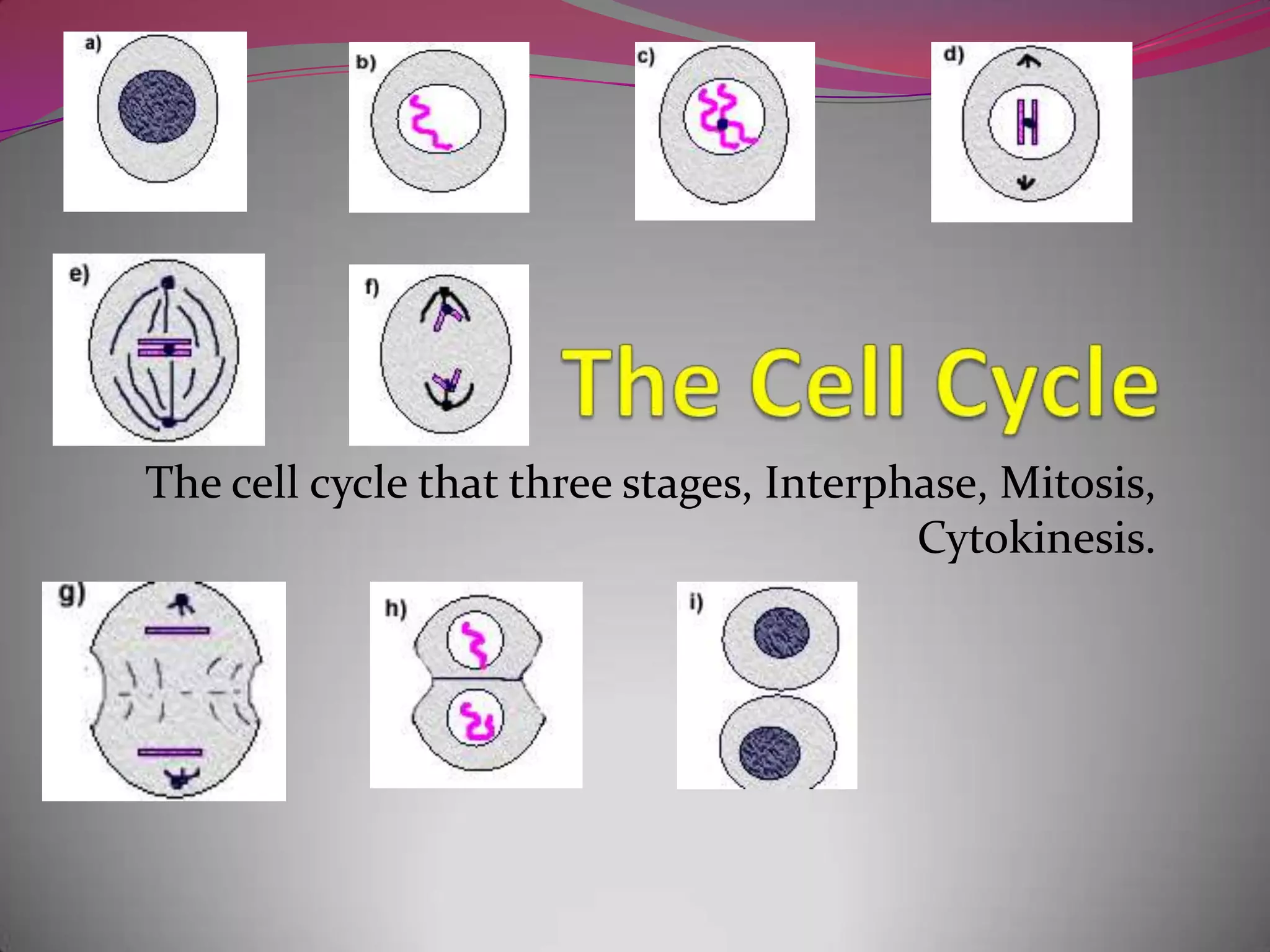 The cell cycle | PPTX