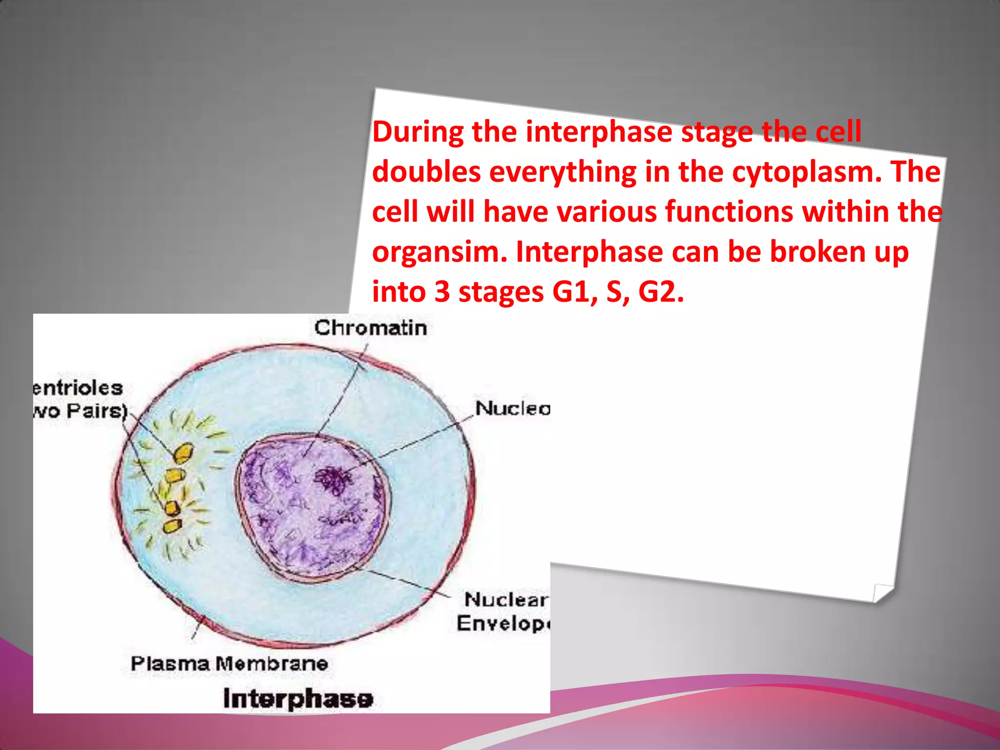 The cell cycle | PPTX