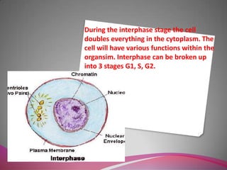 The cell cycle | PPTX