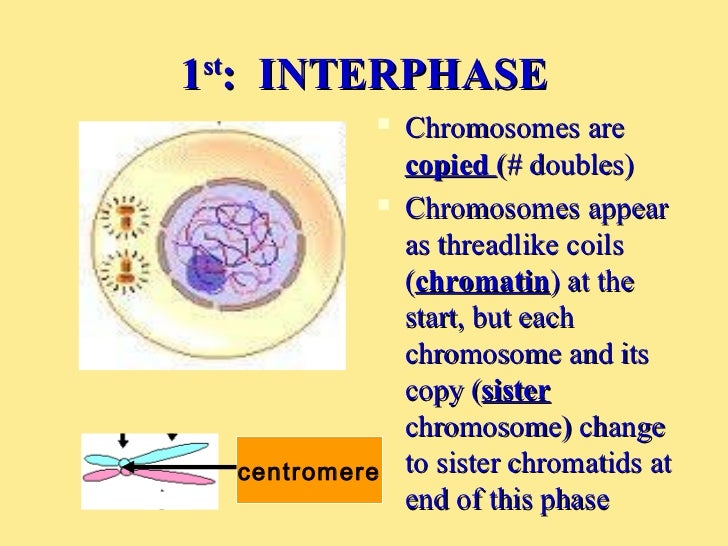 The cell cycle