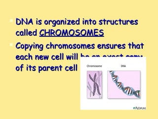 Cell Cycle Notes | PPT