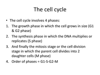 The cell cycle & Mitosis | PPTX