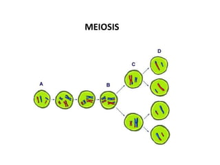Cell Cycle Project Ideas