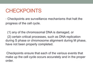 The cell cycle | PPT