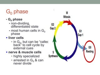 The cell cycle | PPT