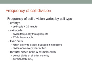 The cell cycle | PPT