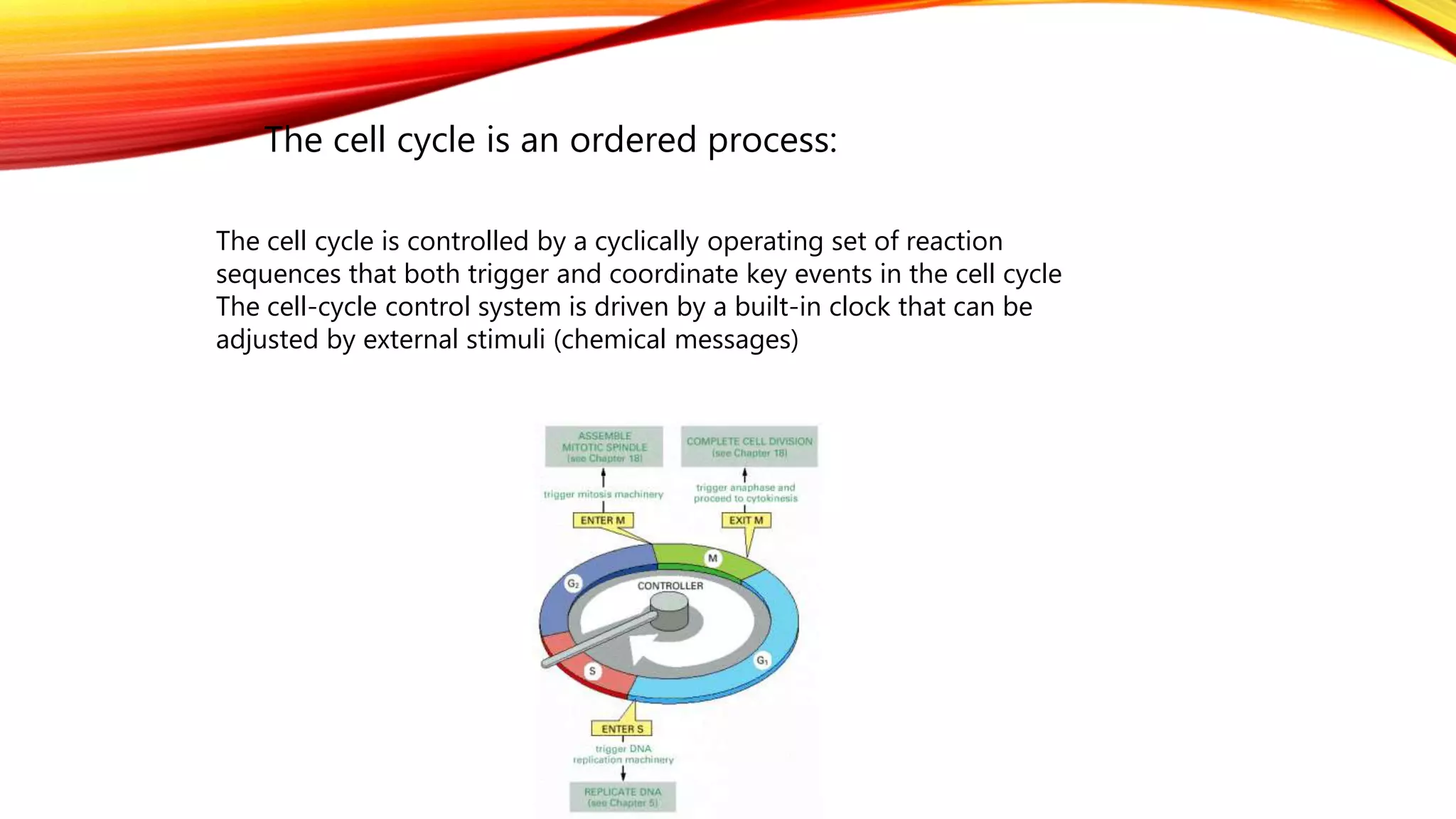 The cell cycle | PPTX