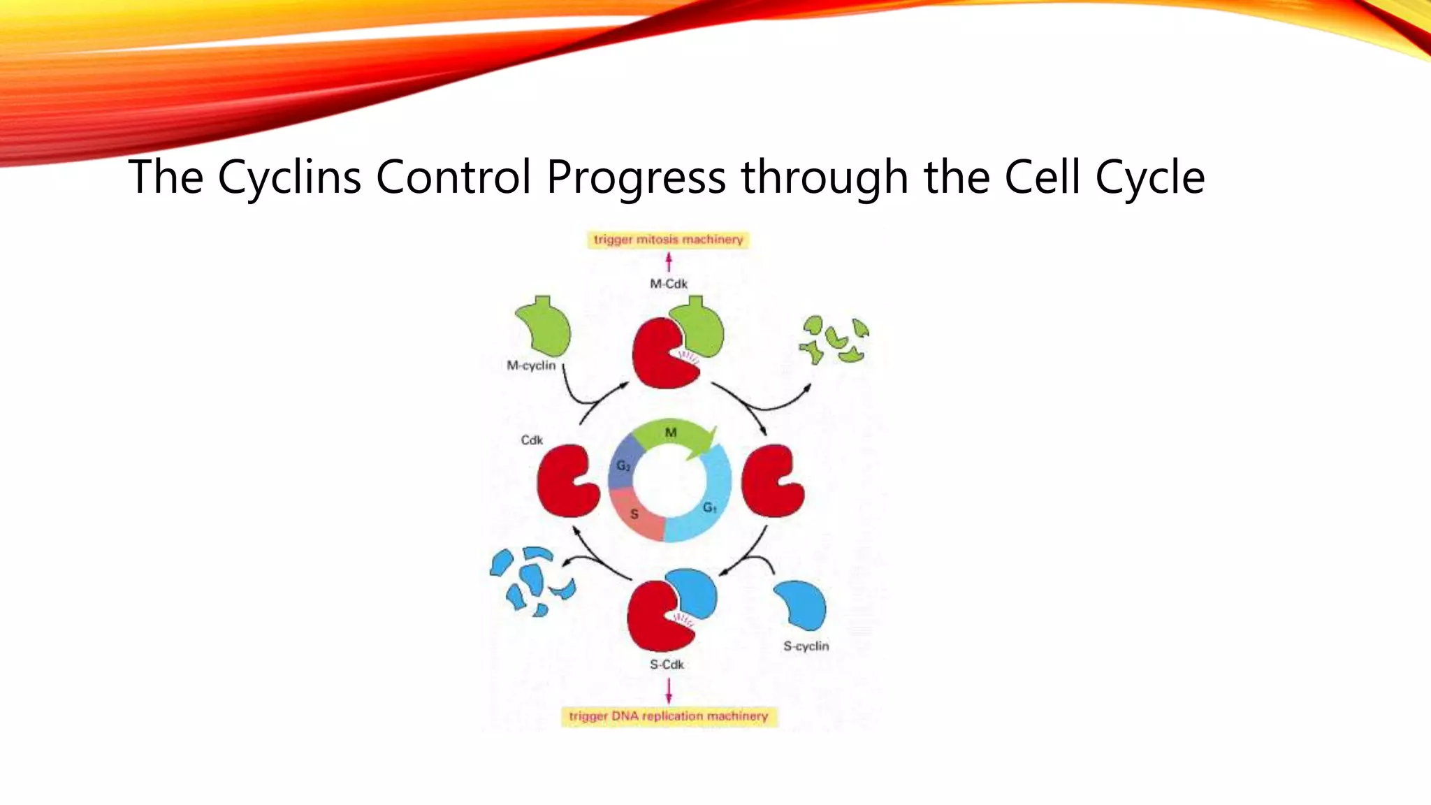 The cell cycle | PPTX