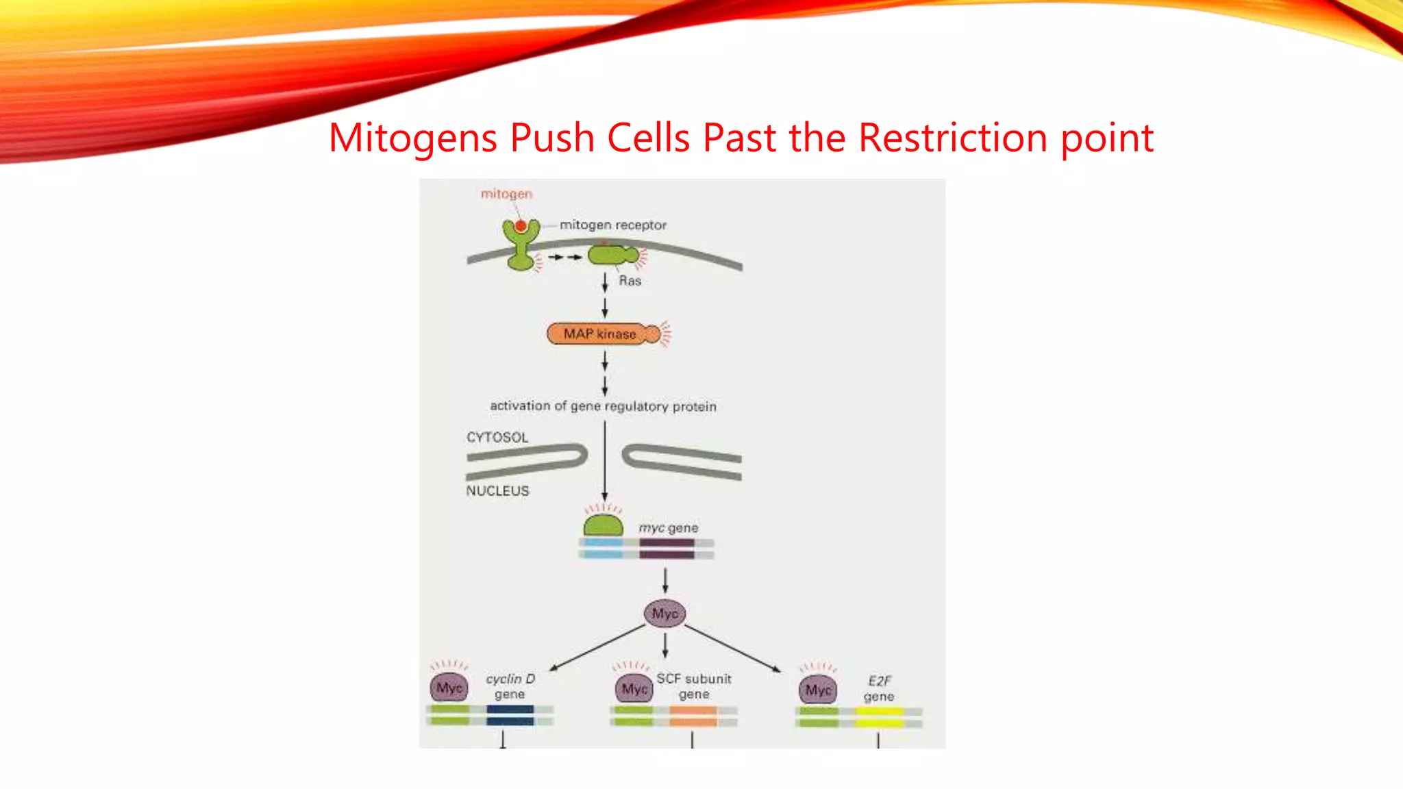 The cell cycle | PPTX