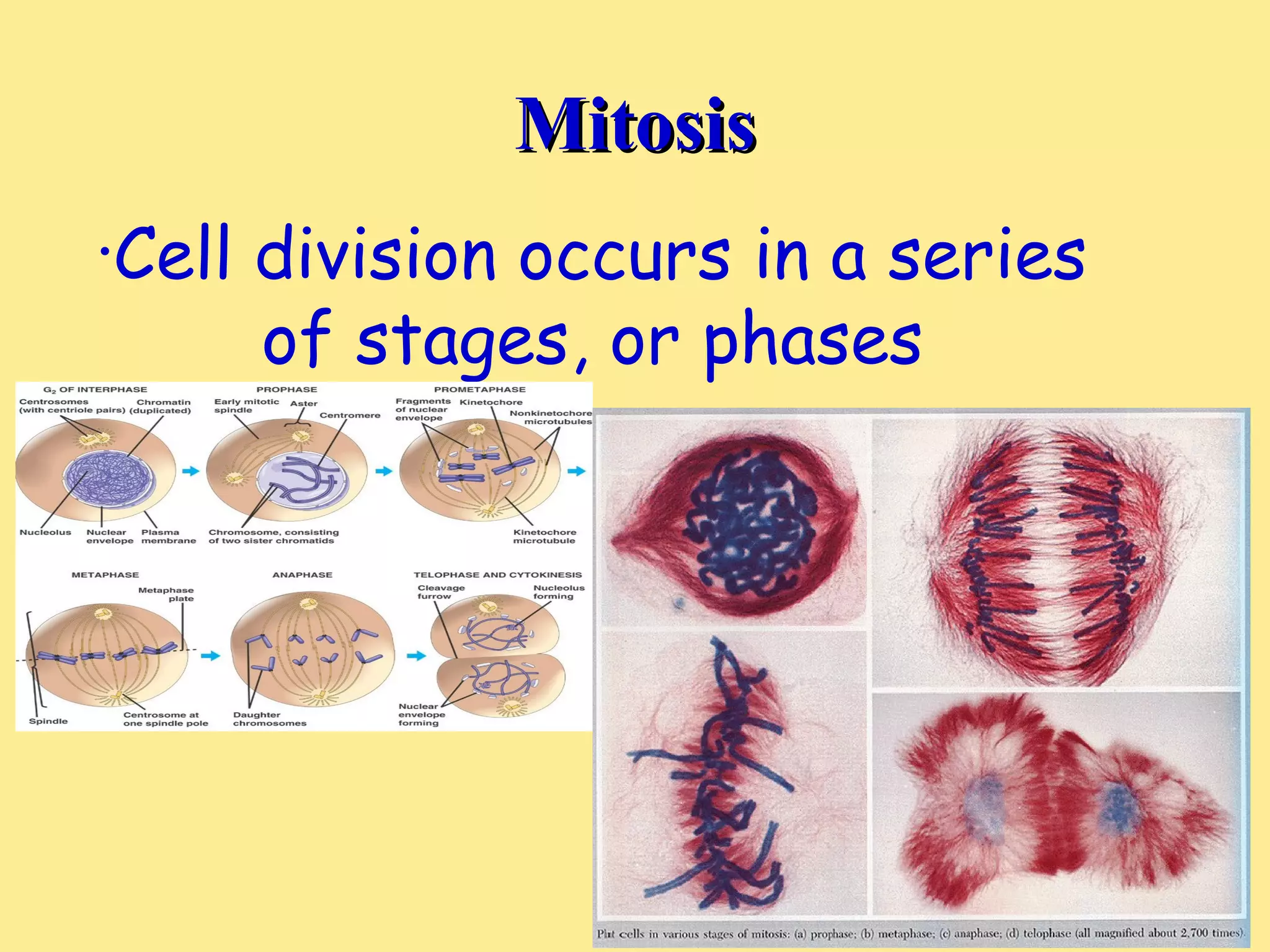 The cell cycle | PPT