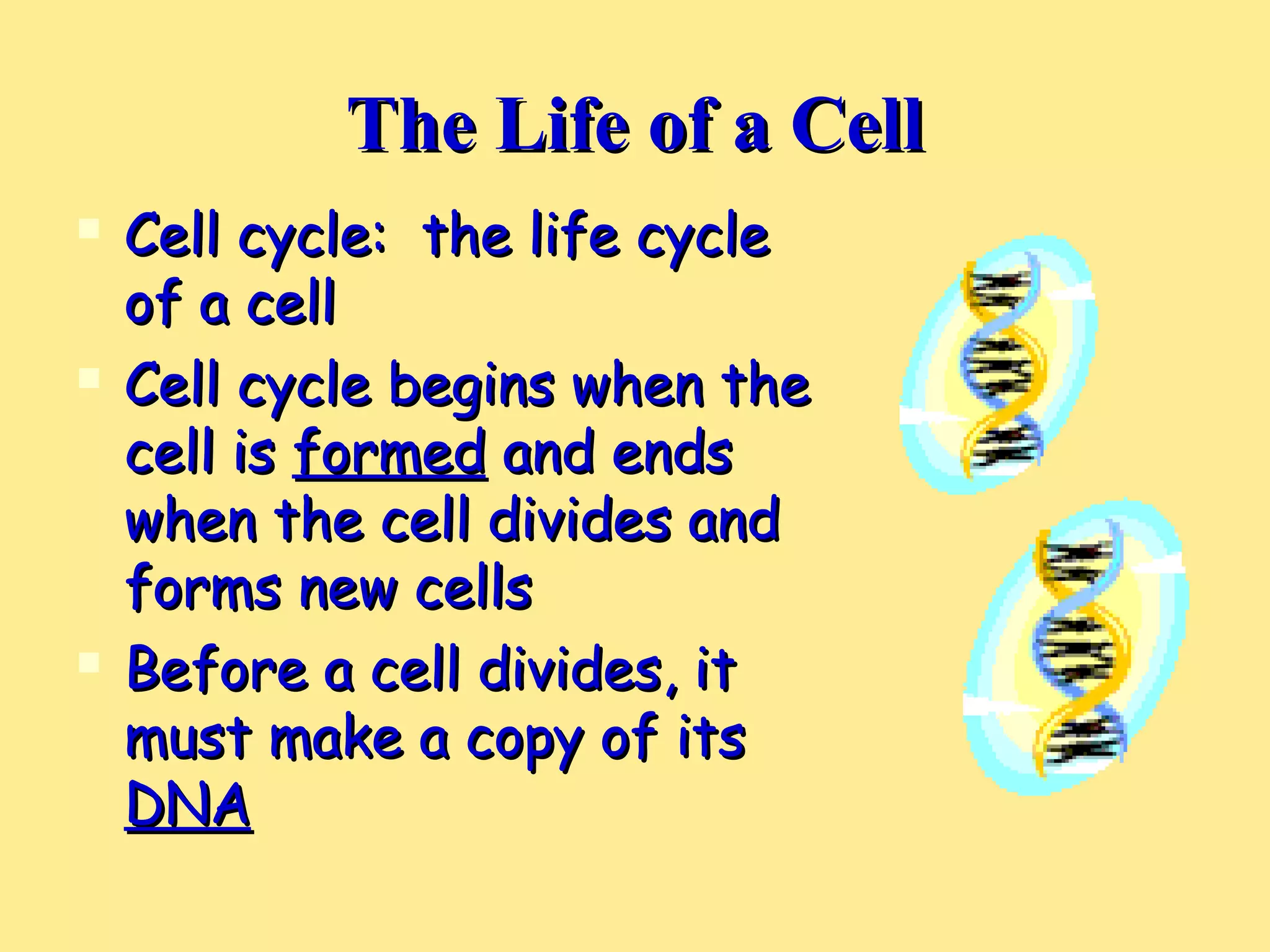 The cell cycle | PPT