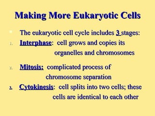 The cell cycle | PPT