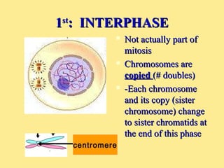 The cell cycle | PPT