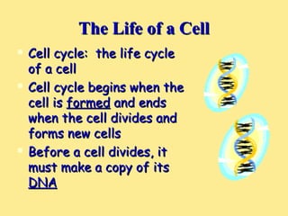 The cell cycle | PPT