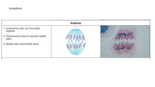 The Cell Cycle.pptx