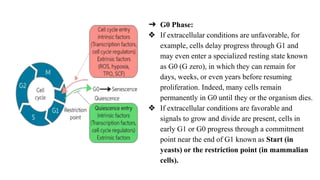 The Cell Cycle.pptx