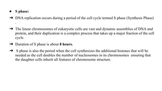The Cell Cycle.pptx