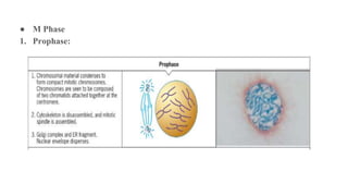 The Cell Cycle.pptx