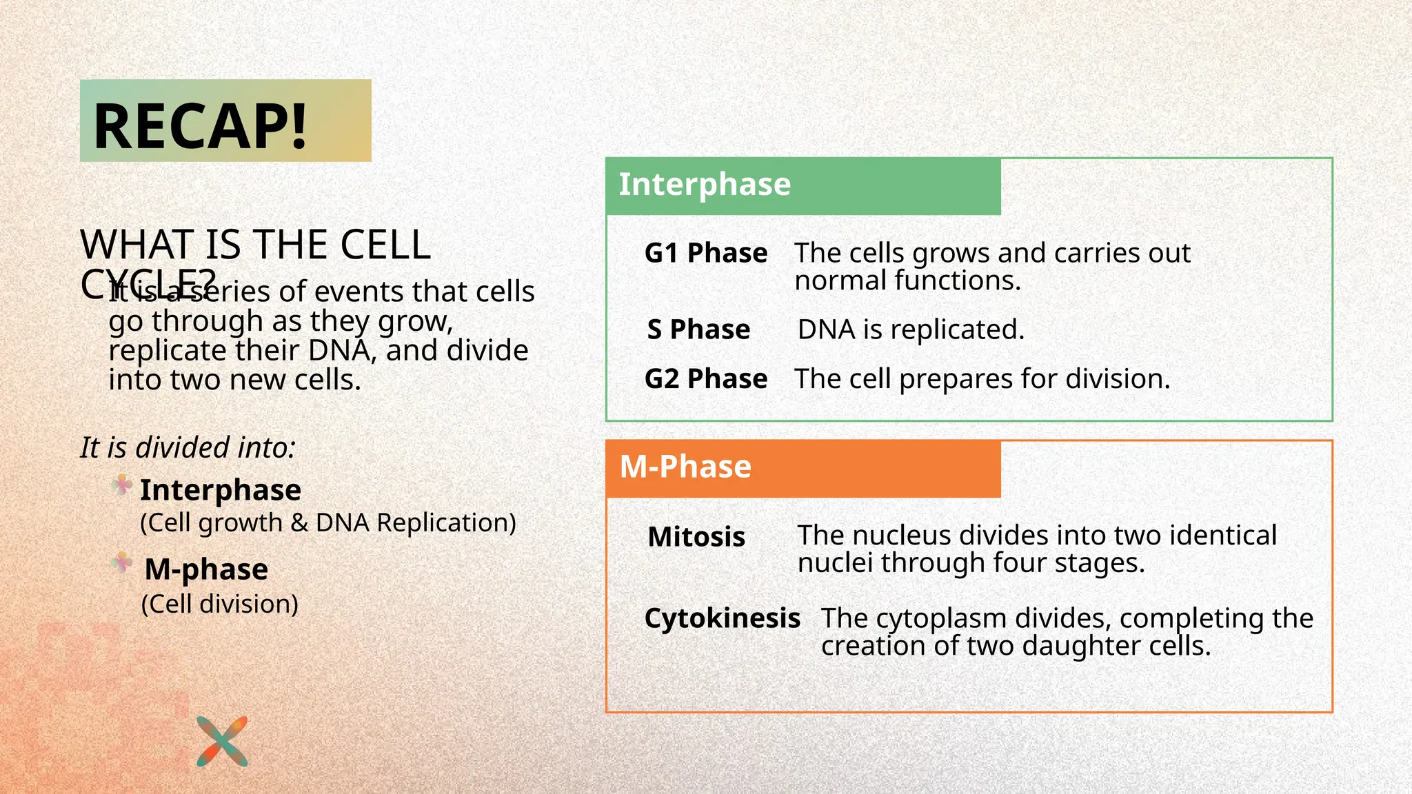 The Cell Cycle, how the cell divides. and meiosis mitosis | PPTX