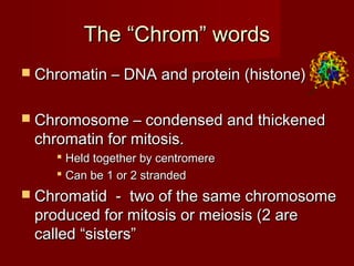 The Cell Cycle Mitosis 2015 | PPT