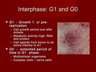 The Cell Cycle Mitosis 2015 | PPT
