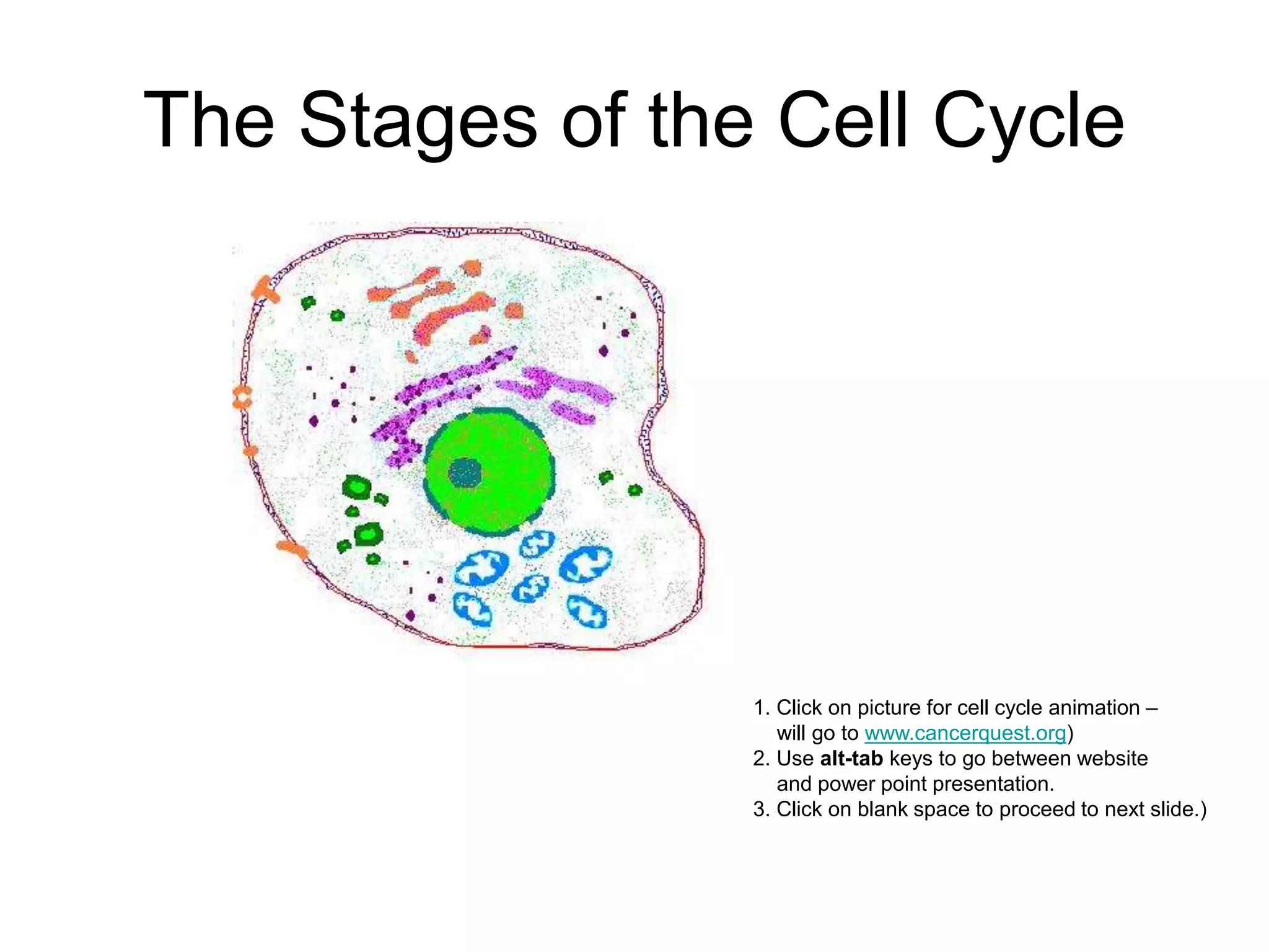 The Cell Cycle and Cancer.ppt