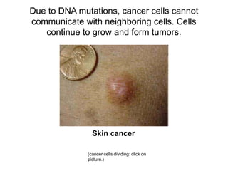 The Cell Cycle and Cancer.ppt