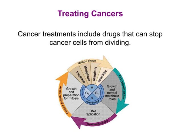 The Cell Cycle And Cancer Ppt