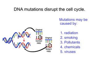 The Cell Cycle and Cancer.ppt