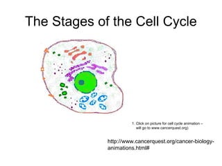 Role of The Cell Cycle and modulation in Cancer.ppt