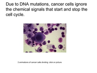 Role of The Cell Cycle and modulation in Cancer.ppt