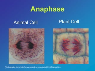 The cell cycle and mitosis | PPTX