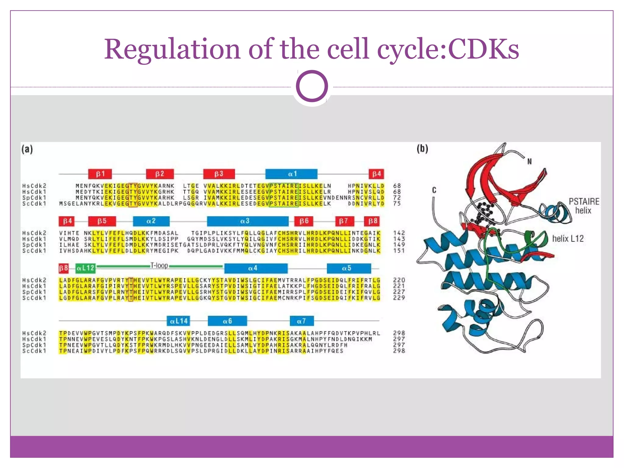 The cell cycle, basic concepts | PPT