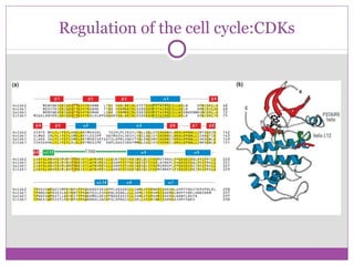 The cell cycle, basic concepts | PPT