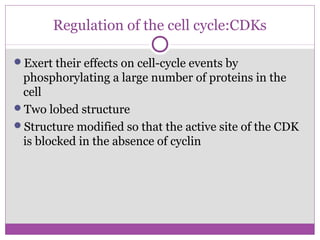 The cell cycle, basic concepts | PPT