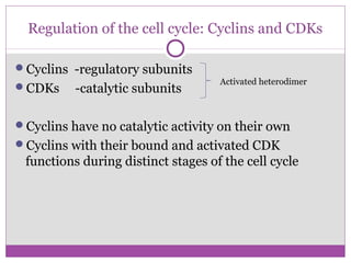 The cell cycle, basic concepts | PPT