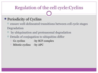 The cell cycle, basic concepts | PPT