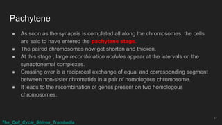 The Cell Cycle (Mitosis & Meiosis) by Shiven Trambadia | PPT