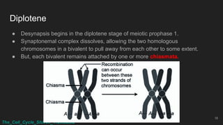 The Cell Cycle (Mitosis & Meiosis) by Shiven Trambadia | PPT
